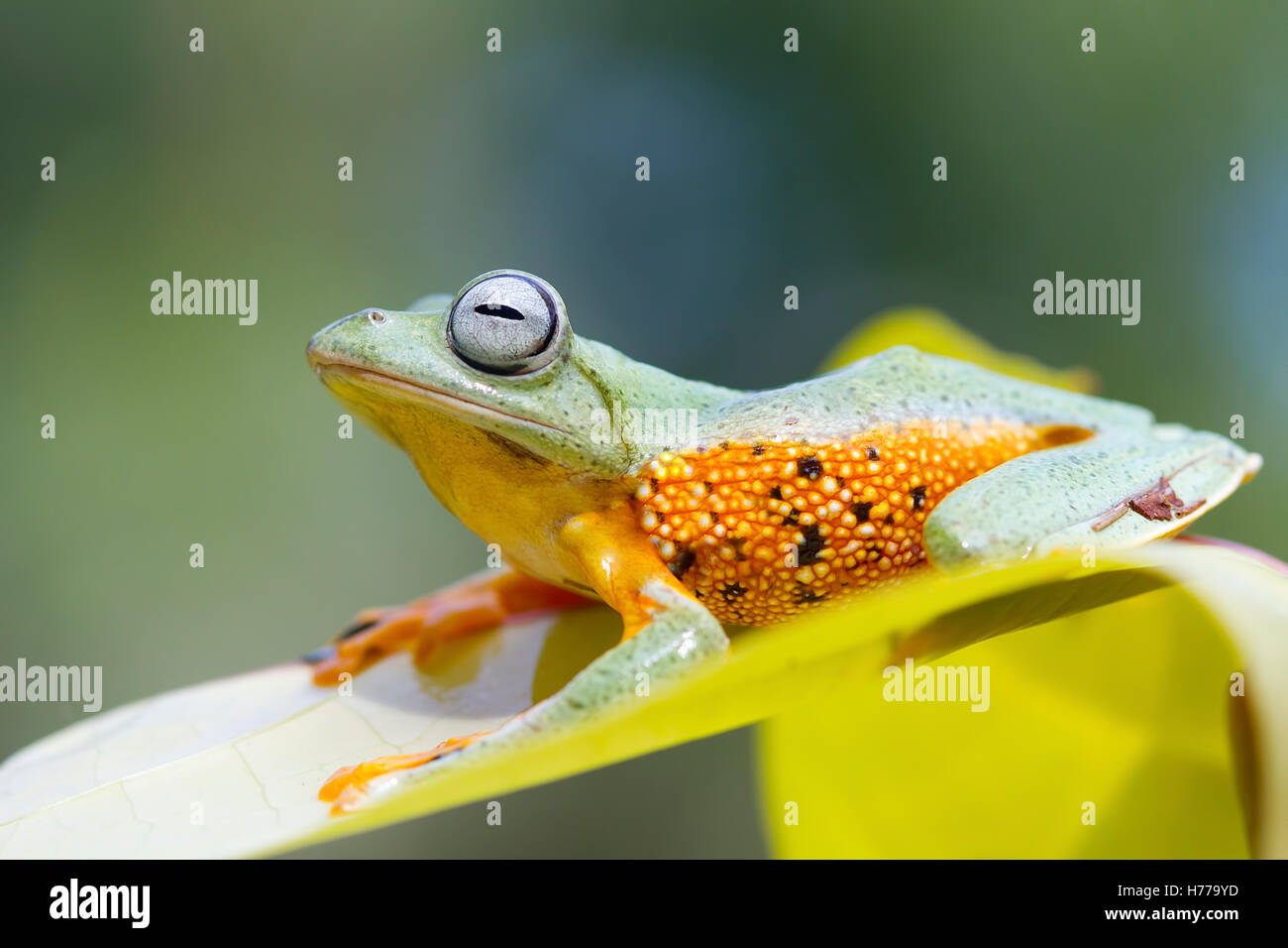Javan tree frog sitting on leaf, Indonesia Stock Photo - Alamy