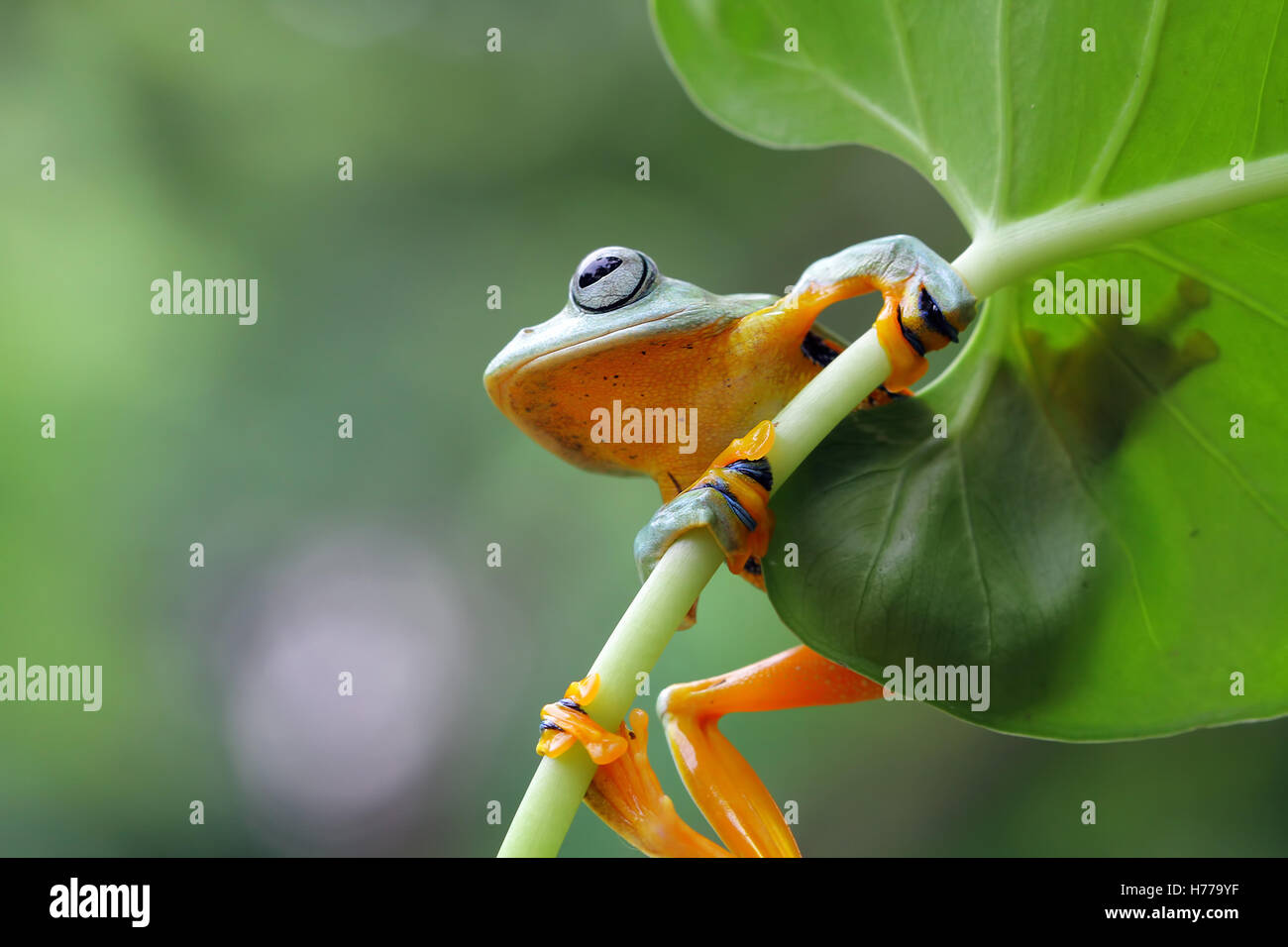Javan tree frog sitting on leaf, Indonesia Stock Photo - Alamy