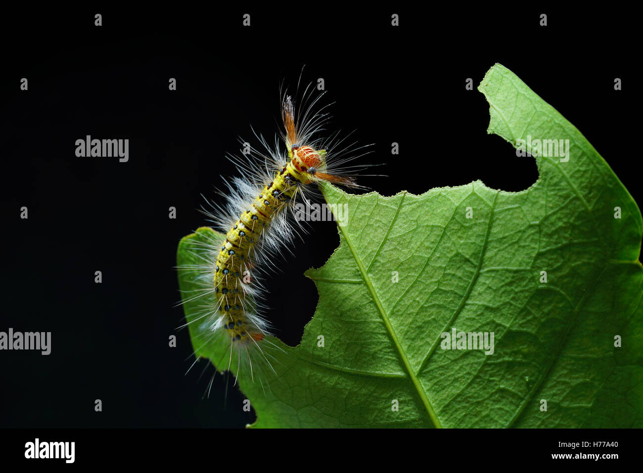 Caterpillar eating a leaf hi-res stock photography and images - Alamy