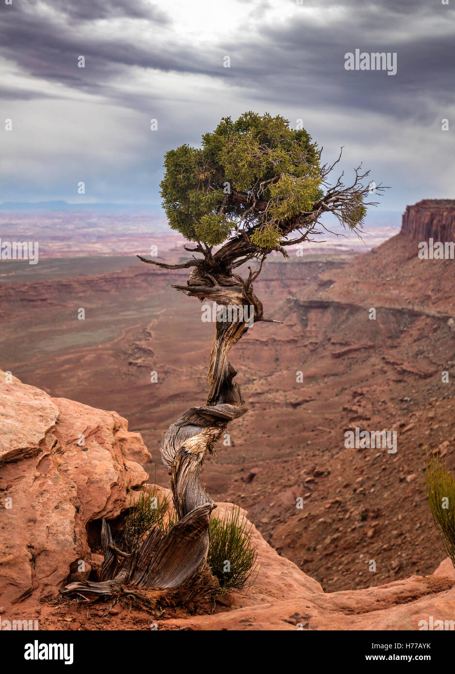 Juniper tree hi hi-res stock photography and images - Alamy
