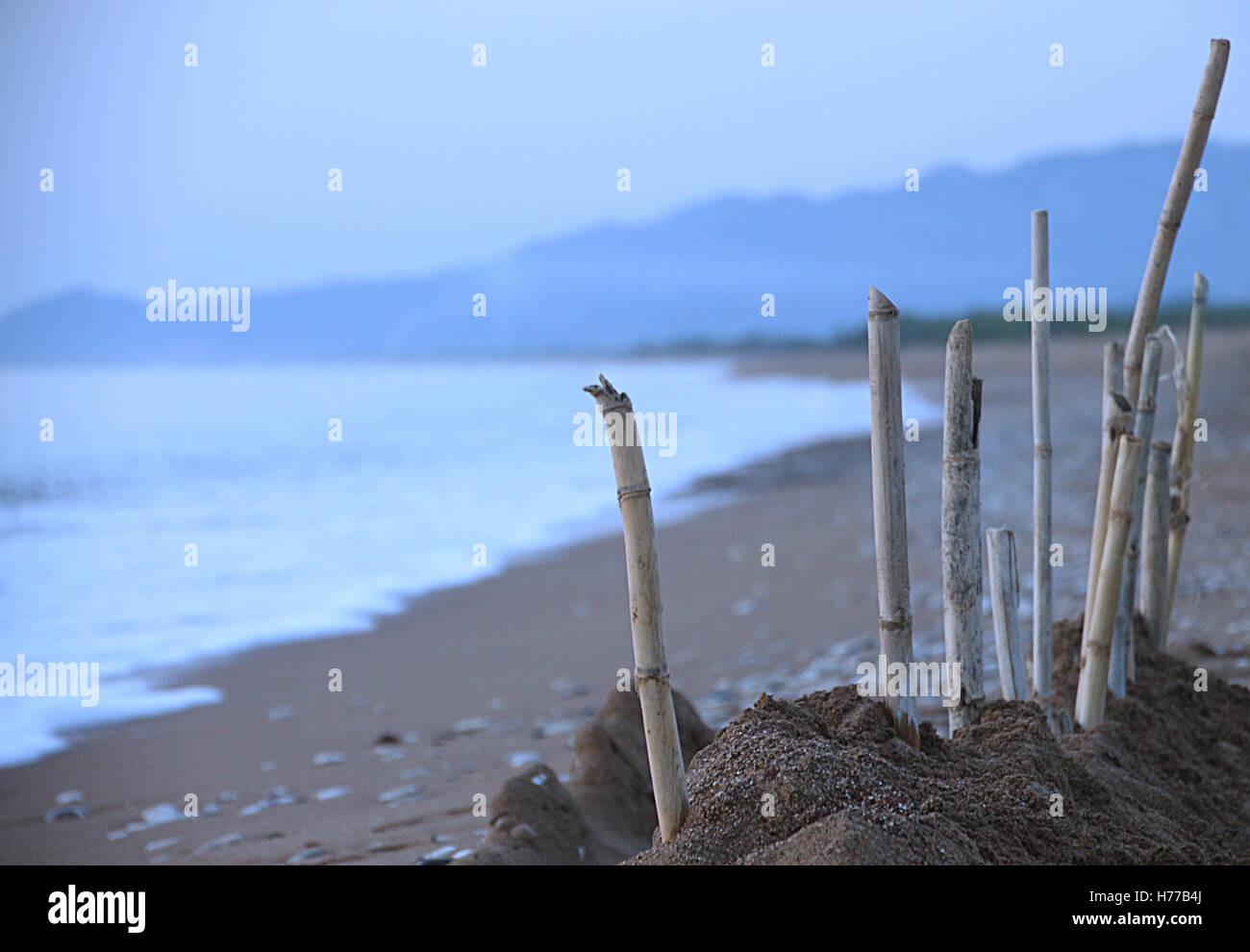 Sticks in the sand on the beach Stock Photo - Alamy