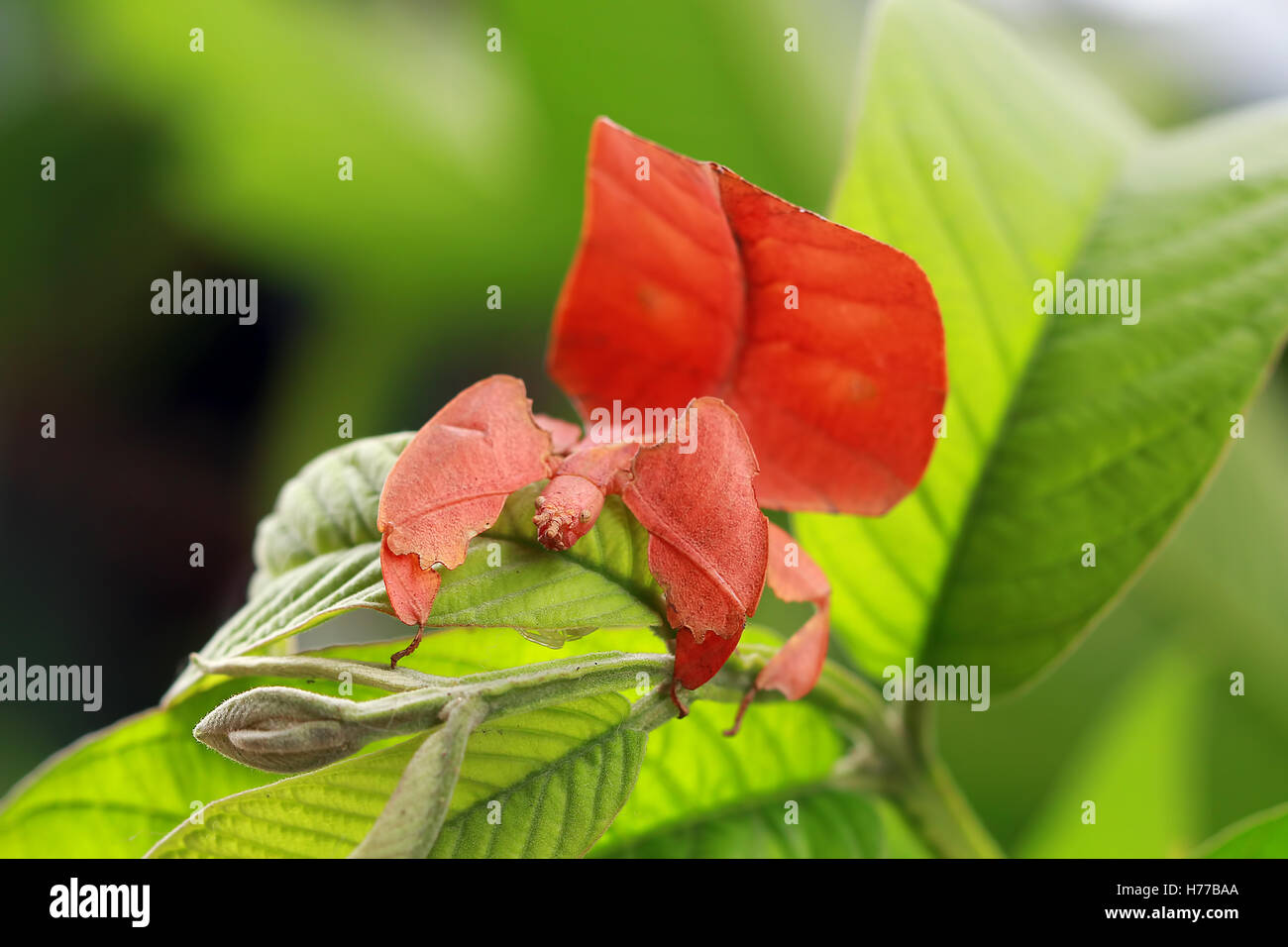 Leaf insect phyllium hi-res stock photography and images - Alamy