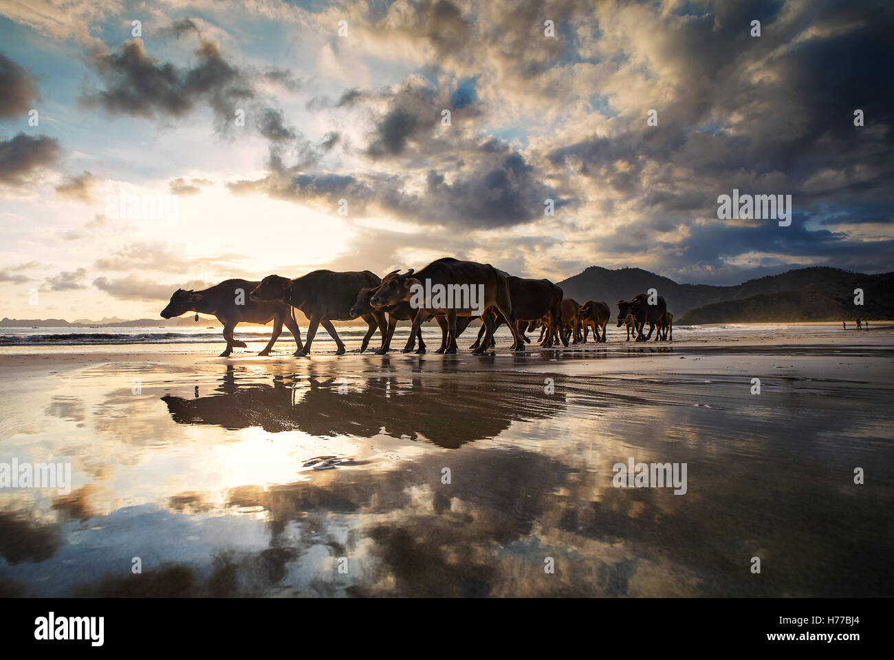 Buffalo walking along the beach at sunset, Lombok, Indonesia Stock ...