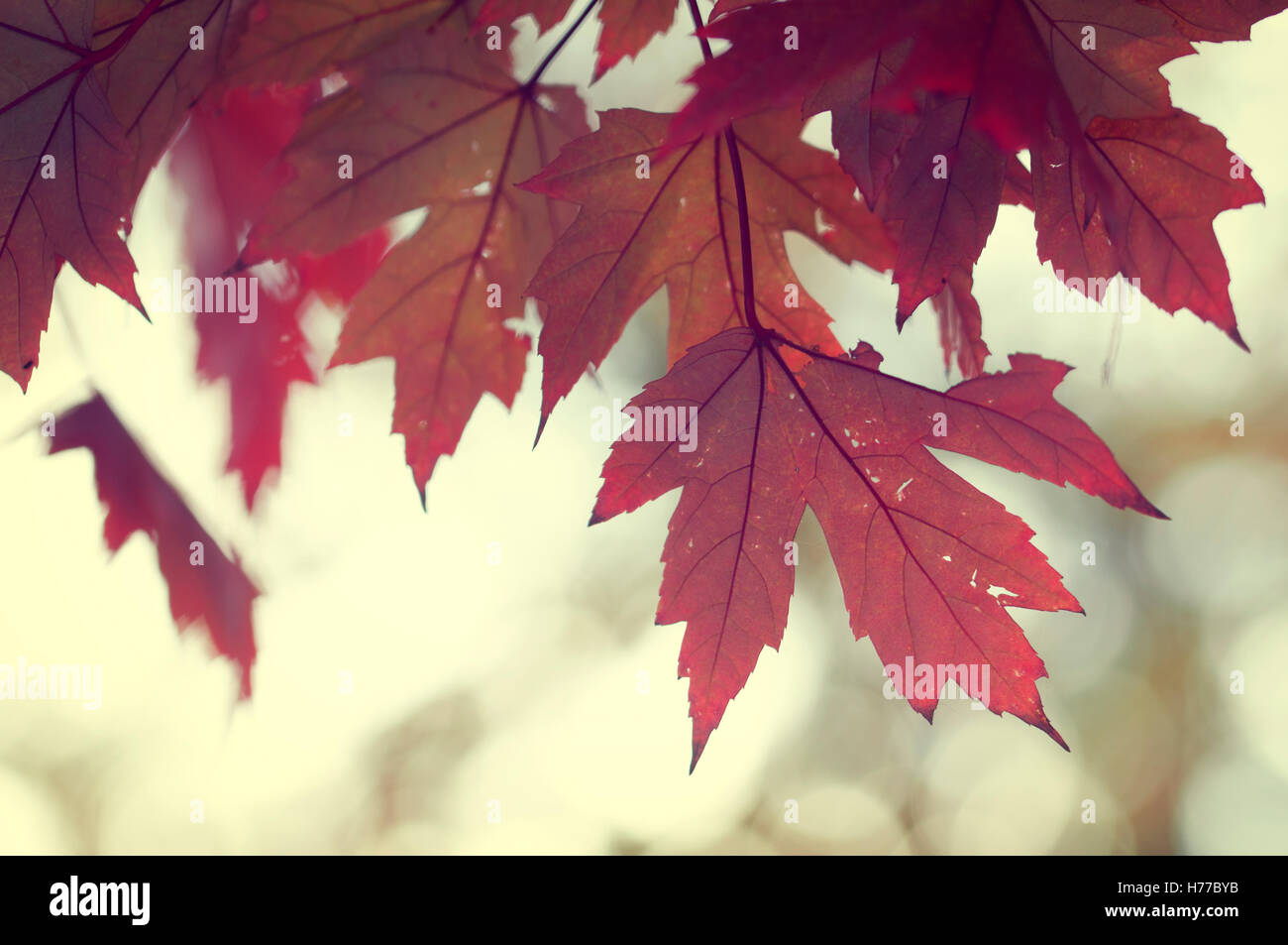 Red autumn leaves, Spain Stock Photo - Alamy