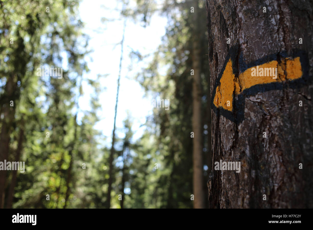 Yellow arrow on a tree trunk Stock Photo - Alamy