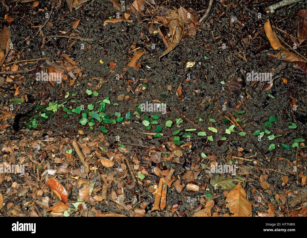 Leaf-cutter ants (Atta sp.) carrying leaves to nest hole. Tropical ...