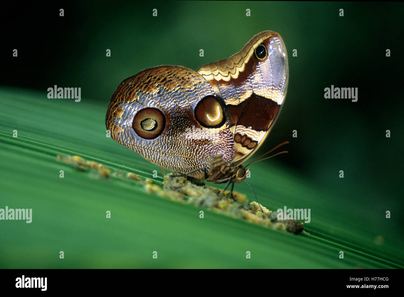 Bird Eating Butterfly High Resolution Stock Photography and Images - Alamy