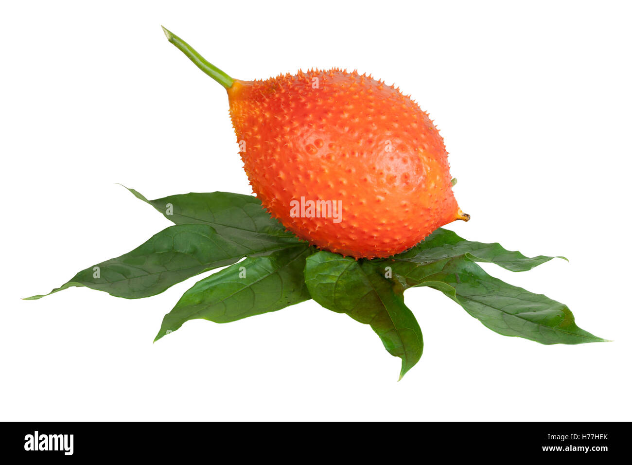 Baby Jackfruit isolated (Or Cochinchin Gourd, Spiny Bitter Gourd, Sweet ...