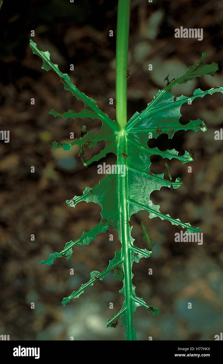 Leaf stripped by leaf-cutter ants (Atta sp.). Tropical rainforest, La ...