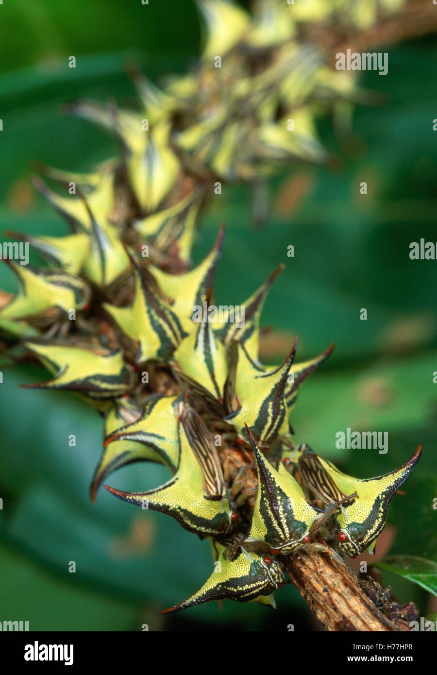 Thorn bugs (Umbonia crassicornis). Tortuguero National Park, Caribbean ...