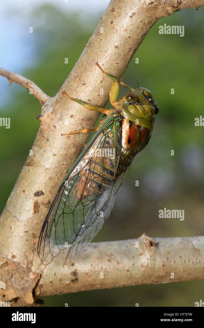 Palo verde hi-res stock photography and images - Alamy
