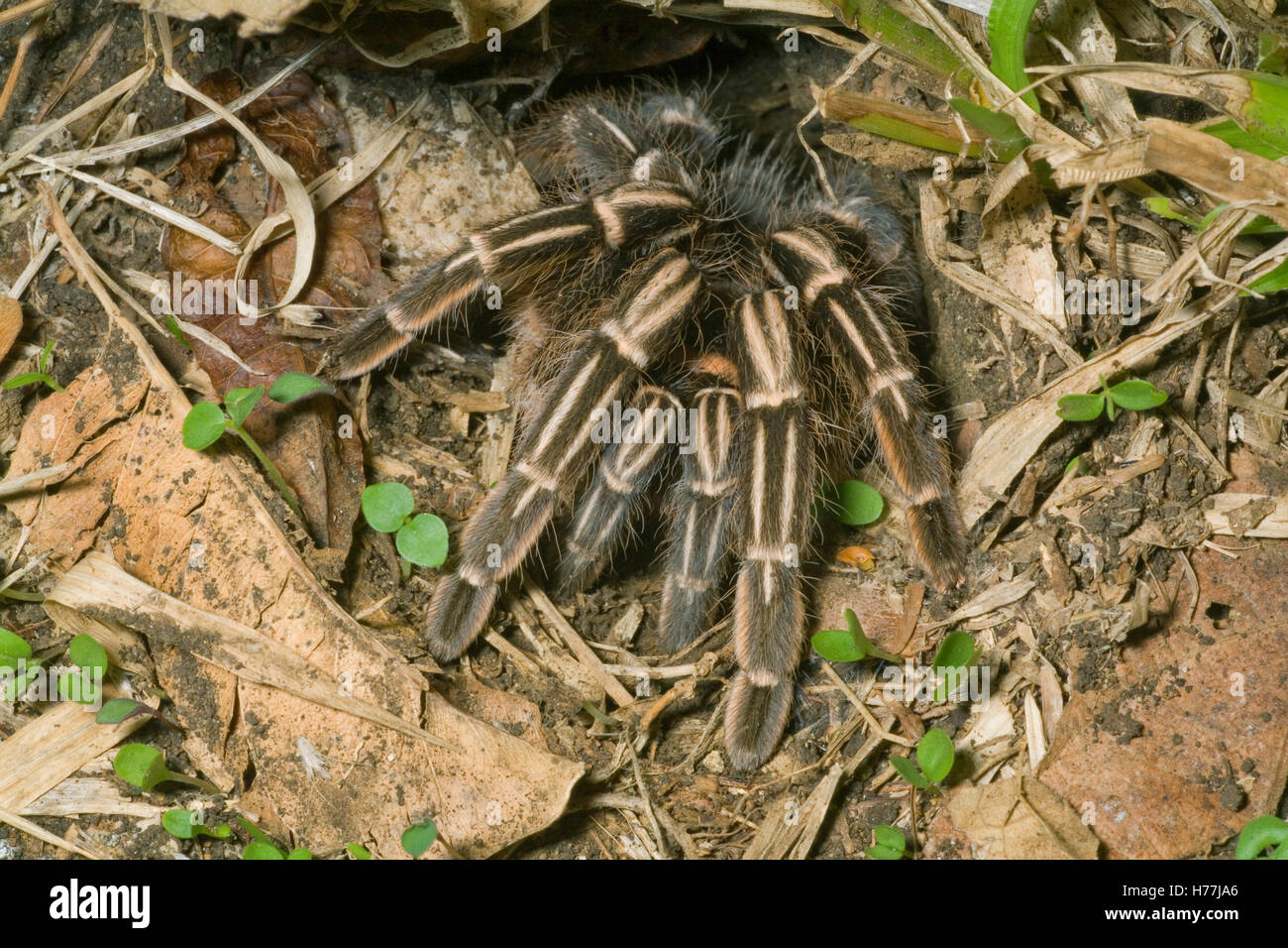 Zebra Tarantula (Aphonopelma seemani) at entrance to burrow. Palo Verde ...