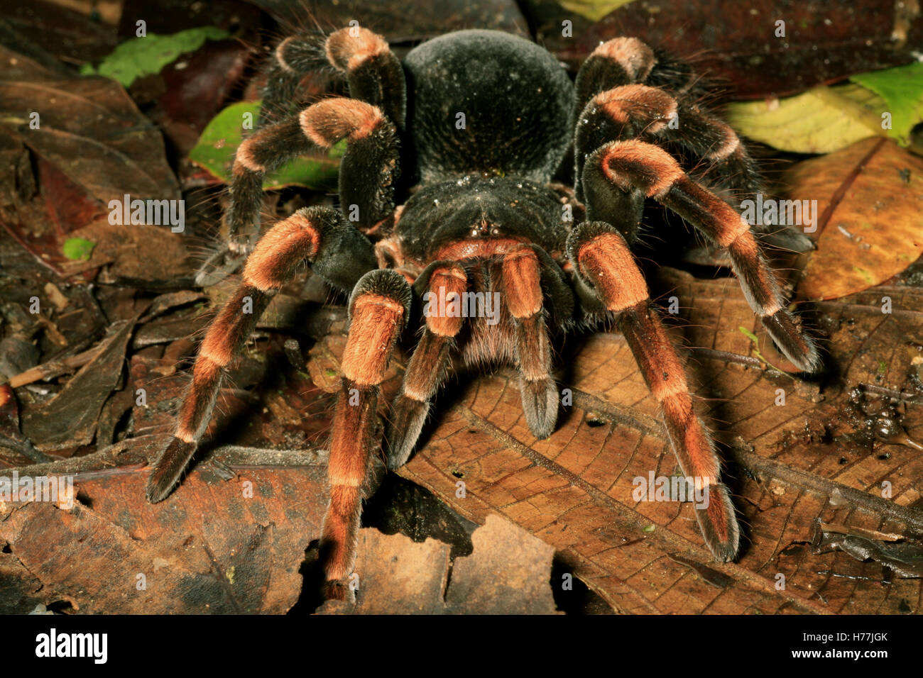 Costa Rican Redleg Tarantula (Megaphobema mesomelas) emerging from ...