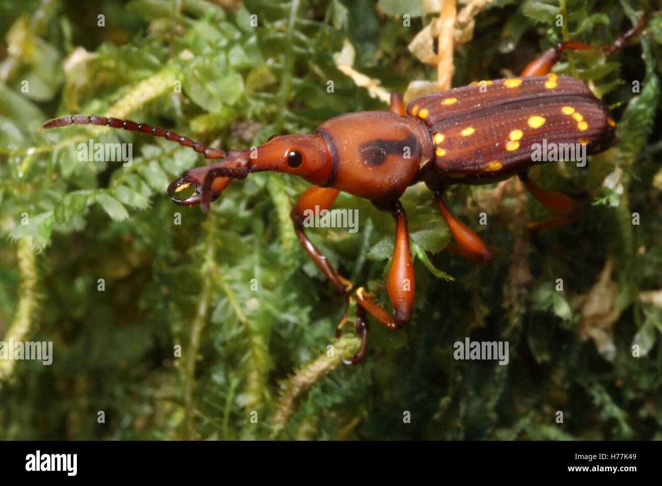 Straight snouted weevil brentidae hi-res stock photography and images ...