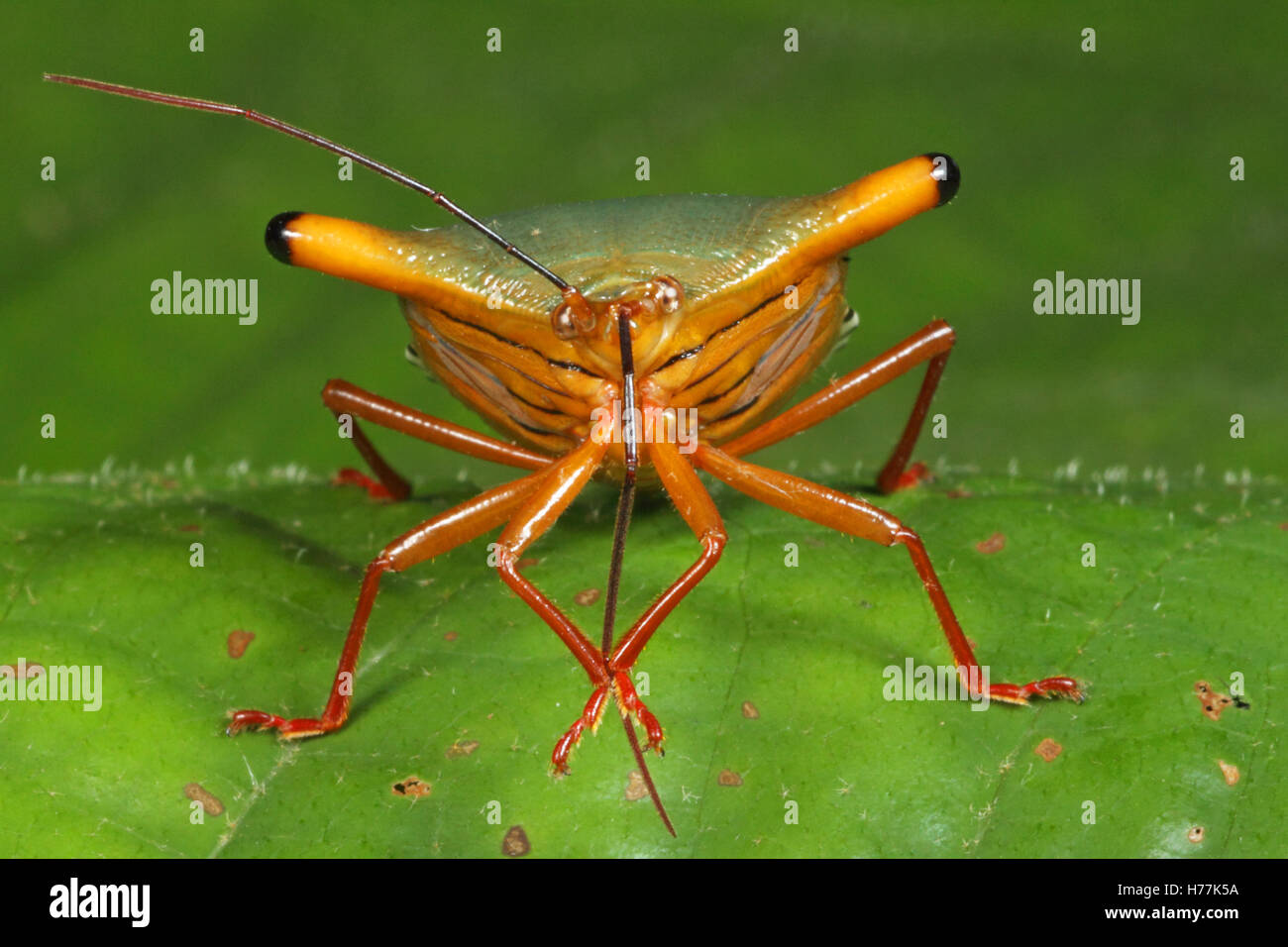 Rainforest Huge Bugs