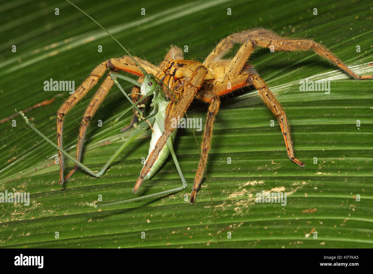 Wandering Spider (Cupiennius getazi) feeding on katydid in rainforest ...