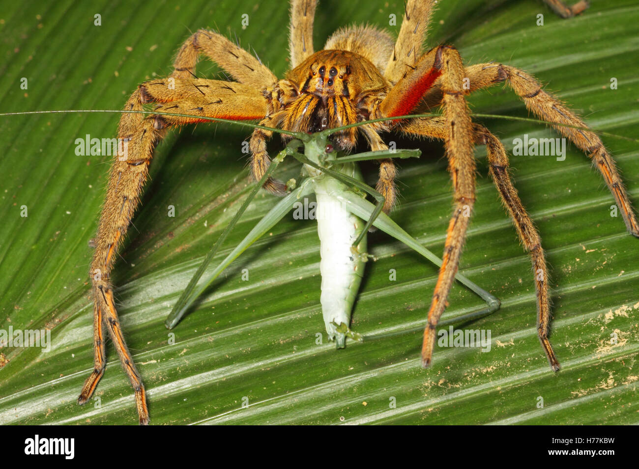Wandering Spider (Cupiennius getazi) feeding on katydid in rainforest ...