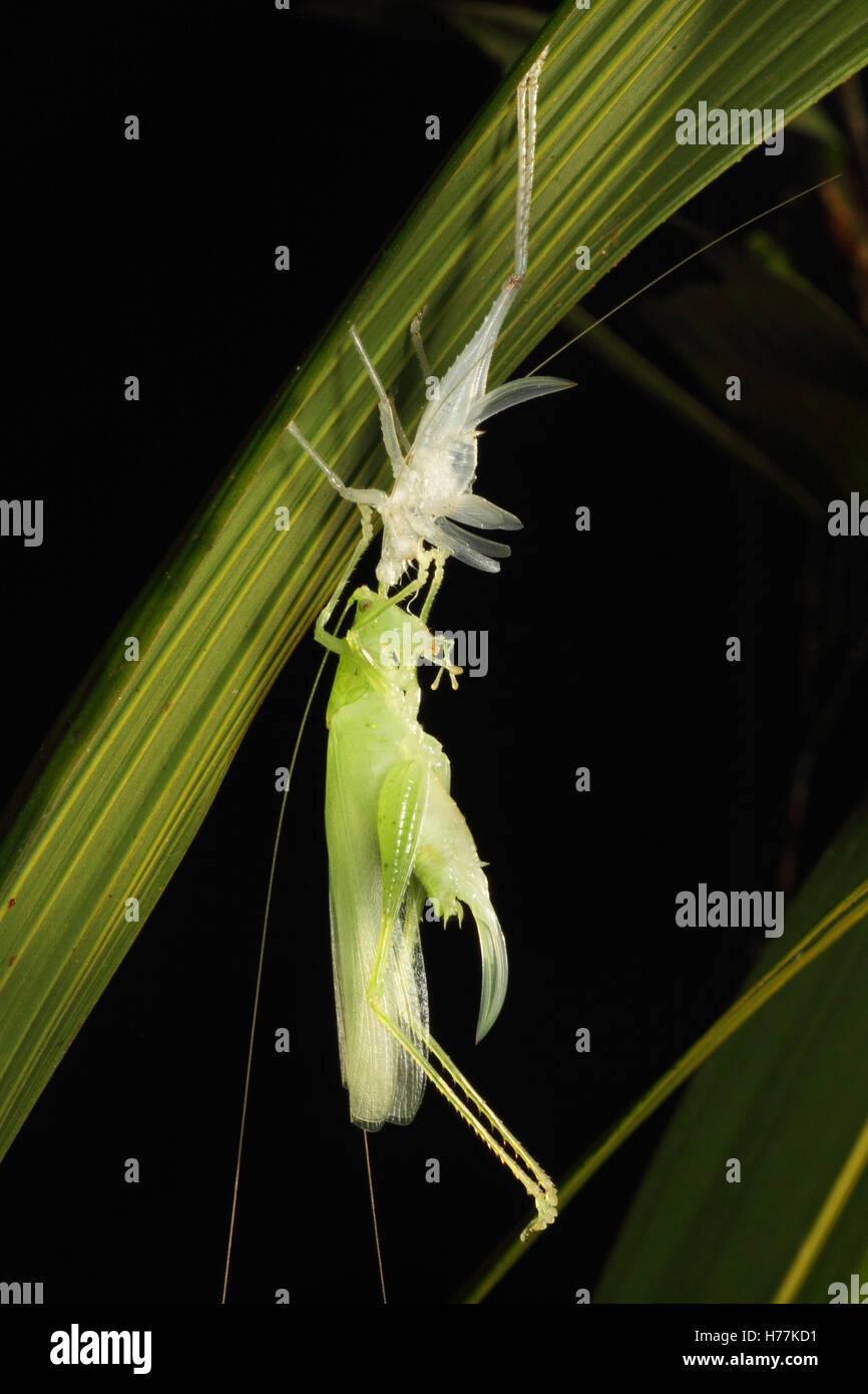 Katydid (Xestoptera cornea) just moulted in rainforest, La Selva ...