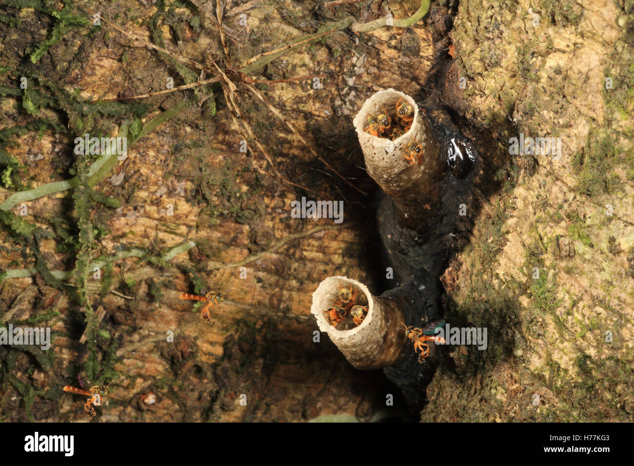 Stingless Bees (Trigona sp.) at nest entrance on tree trunk. Wandering ...