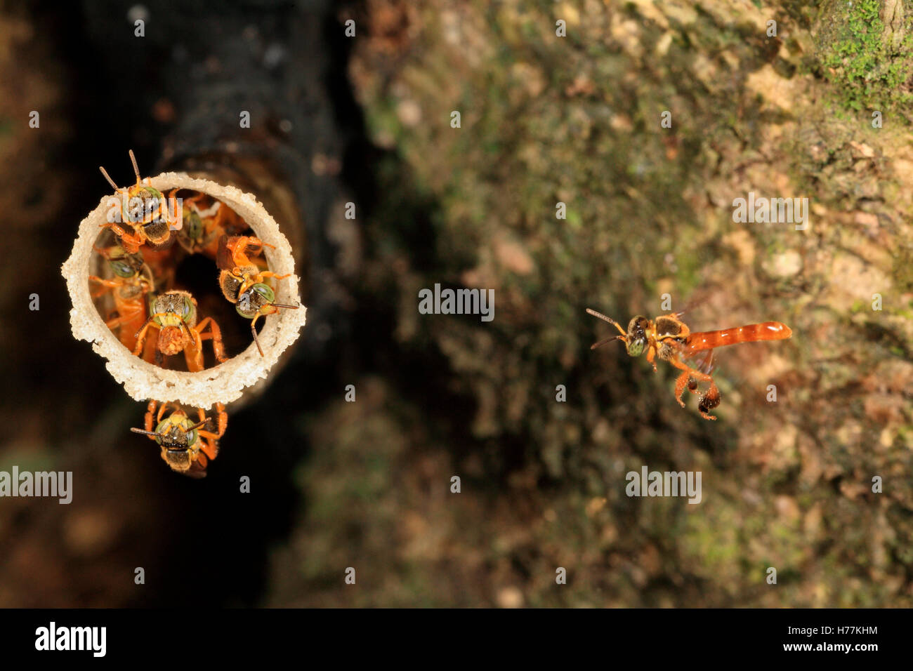 Stingless Bees (Tetragonisca angustula) guarding nest entrance on tree ...