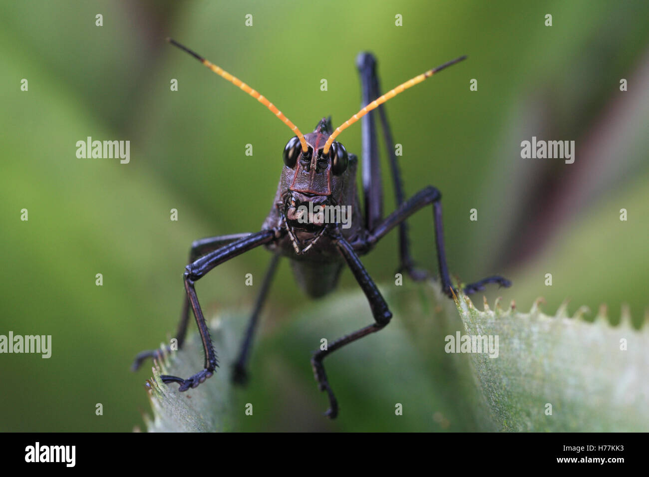 Lubber grasshoppers hi-res stock photography and images - Alamy