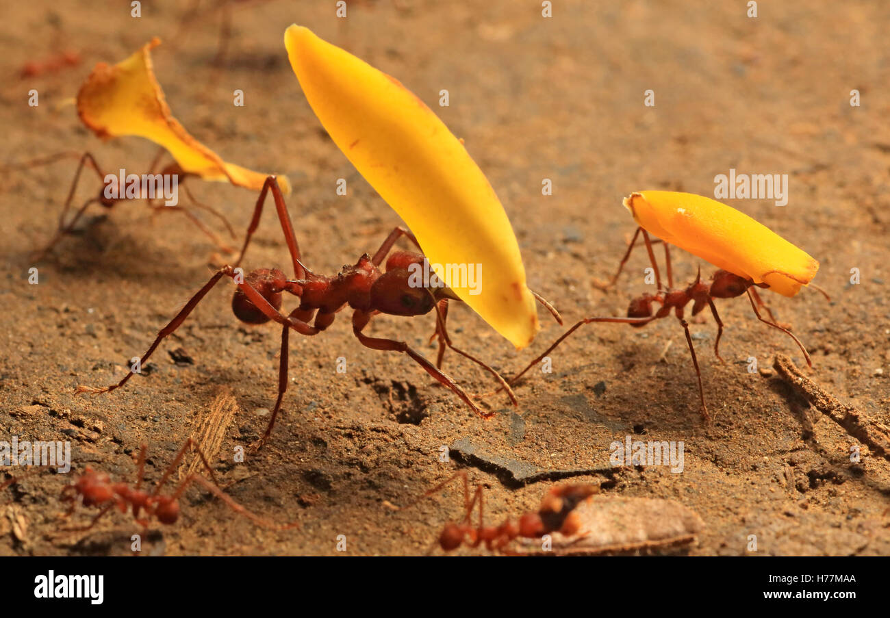 Cutter ants hi-res stock photography and images - Alamy