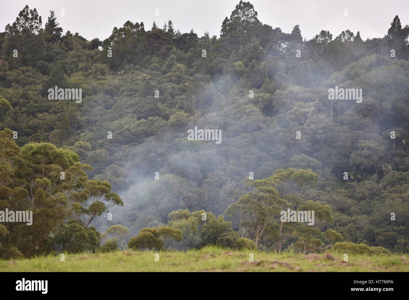 Fire smoke rising from dense New Zealand bush Stock Photo - Alamy