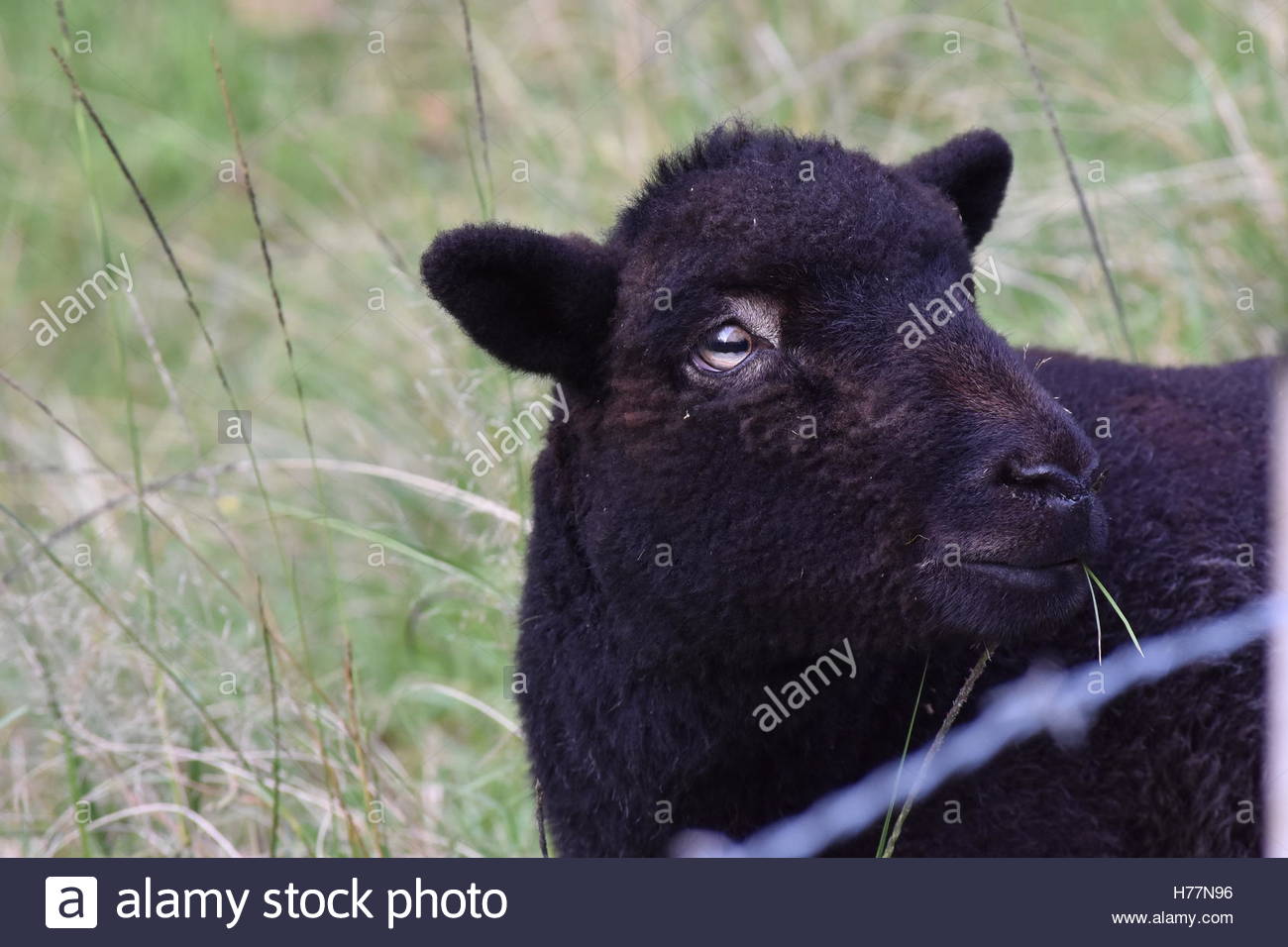 Curly Sheep Stock Photos & Curly Sheep Stock Images - Alamy