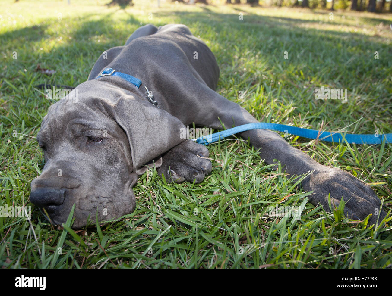 Gray Great Dane puppy that is relaxing on the grass Stock Photo - Alamy