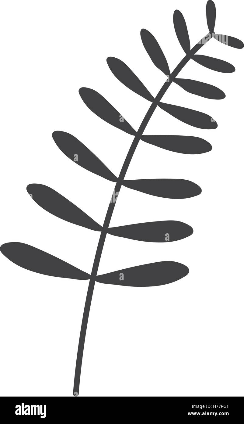 gray scale branch with symmetrical leaves vector illustration Stock ...