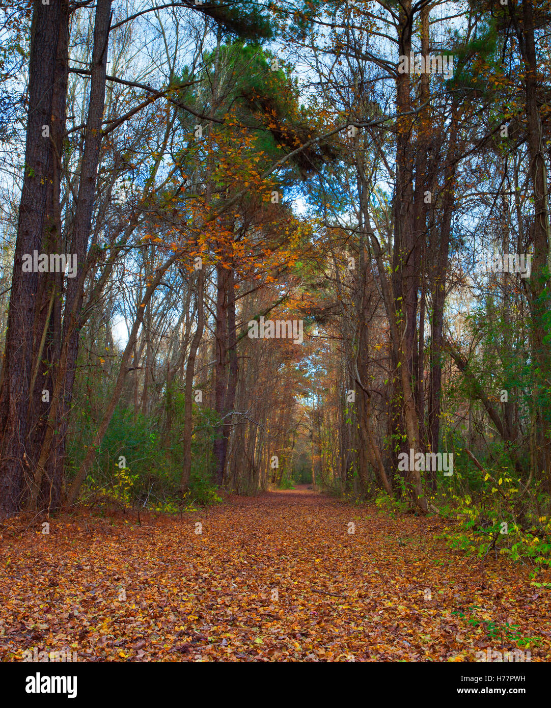 Thick forest trail hi-res stock photography and images - Alamy
