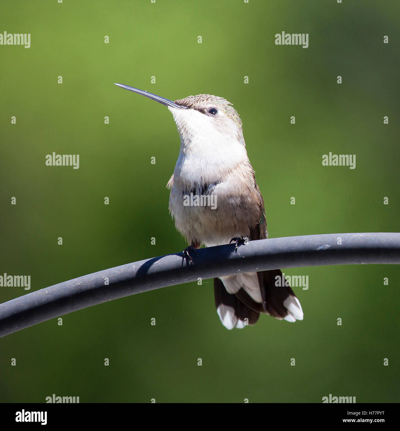 White chested hummingbird waiting on a metal object Stock Photo - Alamy