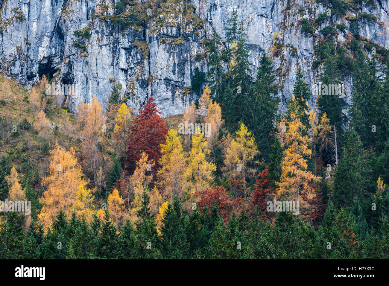Autumn landscape, Forest, Colorful, Gosau, Dachstein region, Upper ...