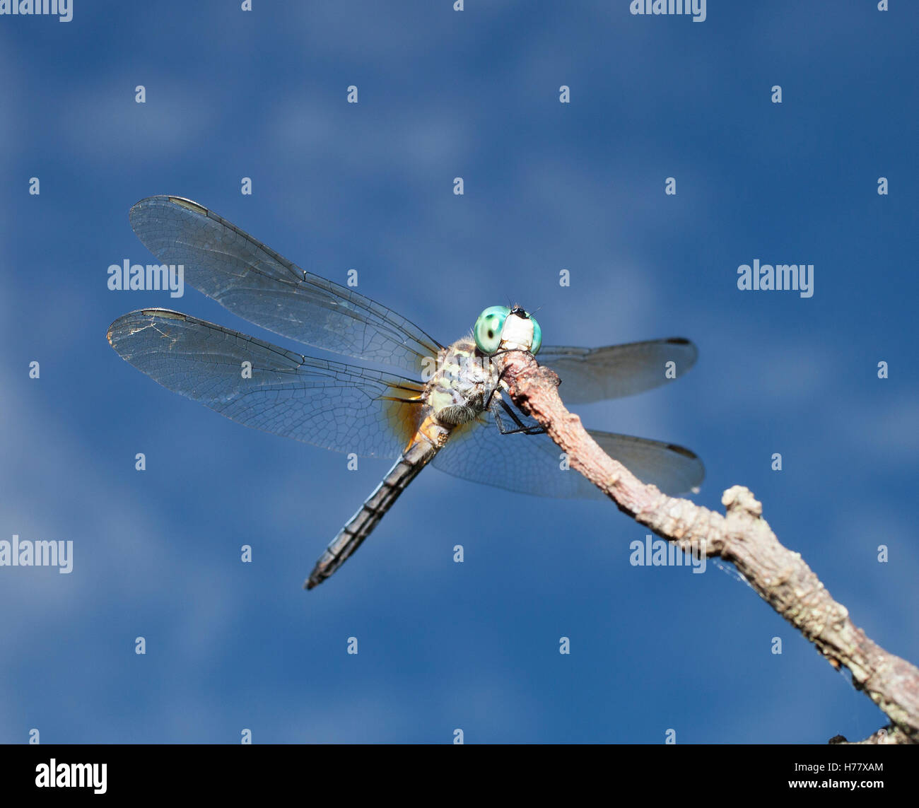Blue eyed dragonfly on a stick above the camera Stock Photo - Alamy