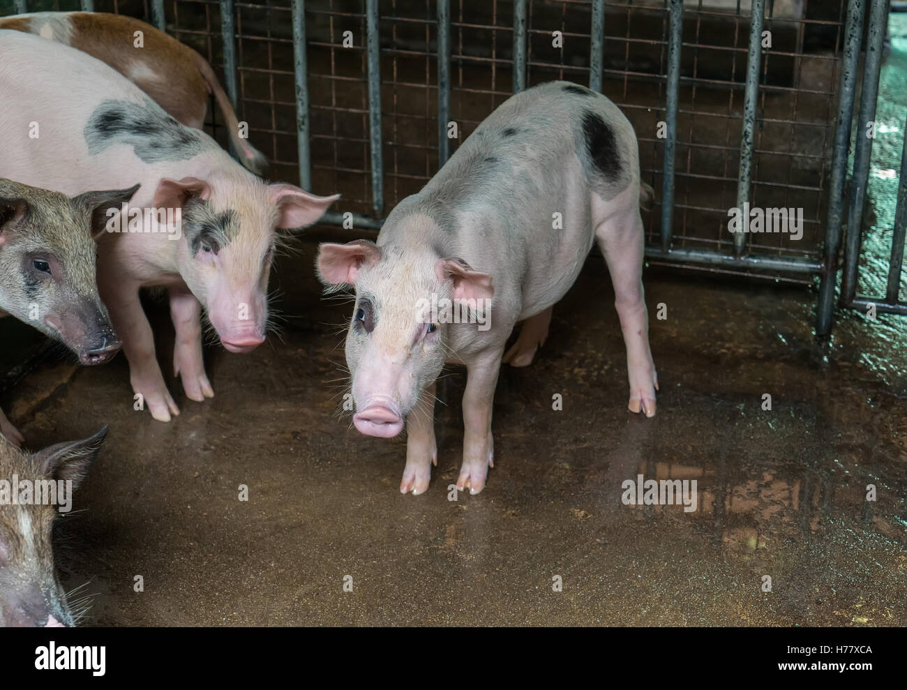 pigs on the farm Stock Photo - Alamy