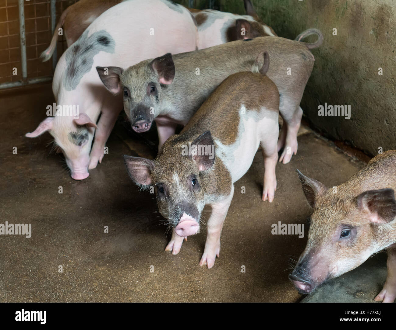 pigs on the farm Stock Photo - Alamy