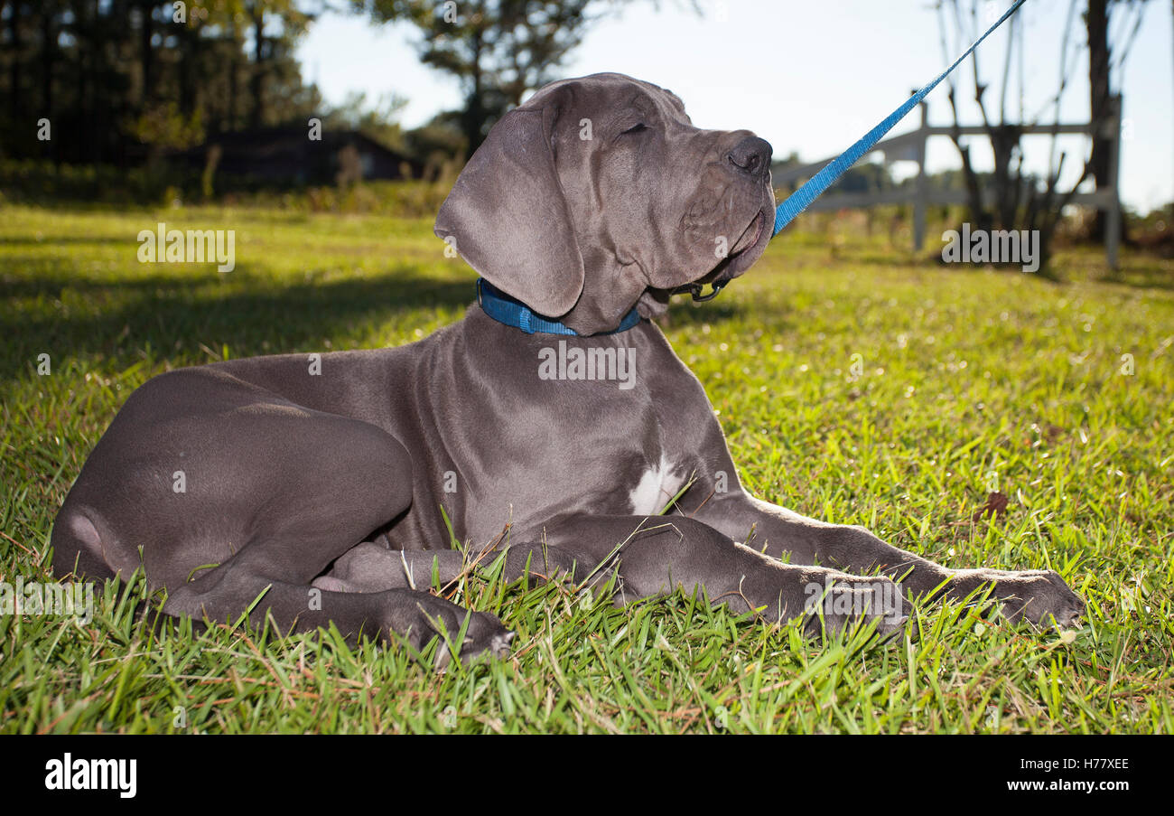 Grey Great Dane puppy that looks like it is dreaming on the grass Stock ...