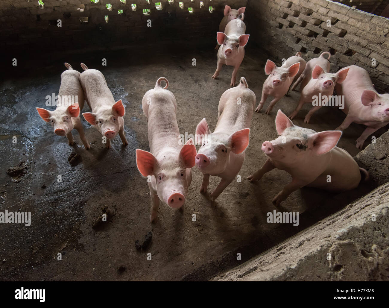 pigs on the farm Stock Photo - Alamy