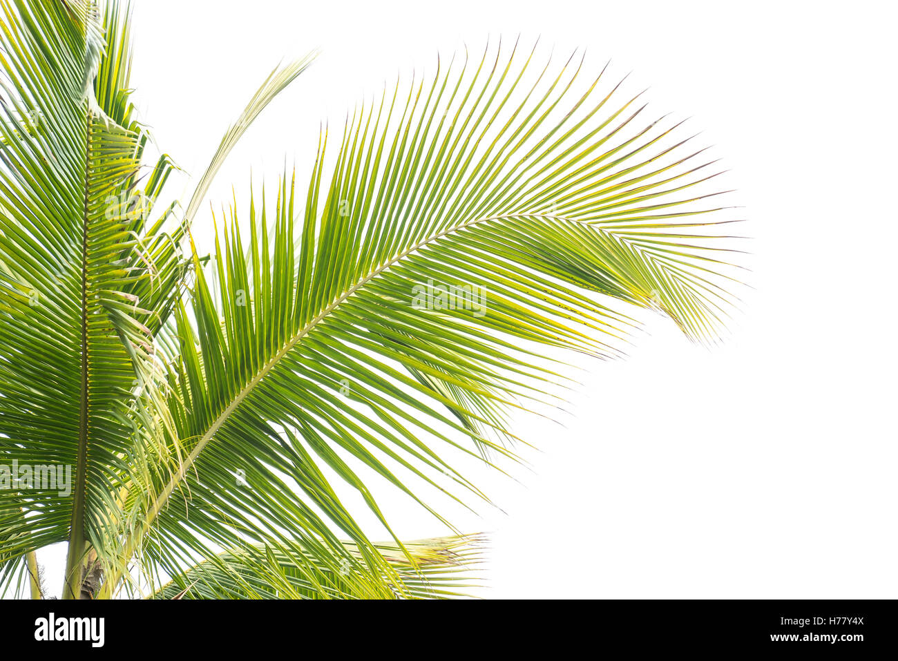 palm tree isolated on white background Stock Photo - Alamy
