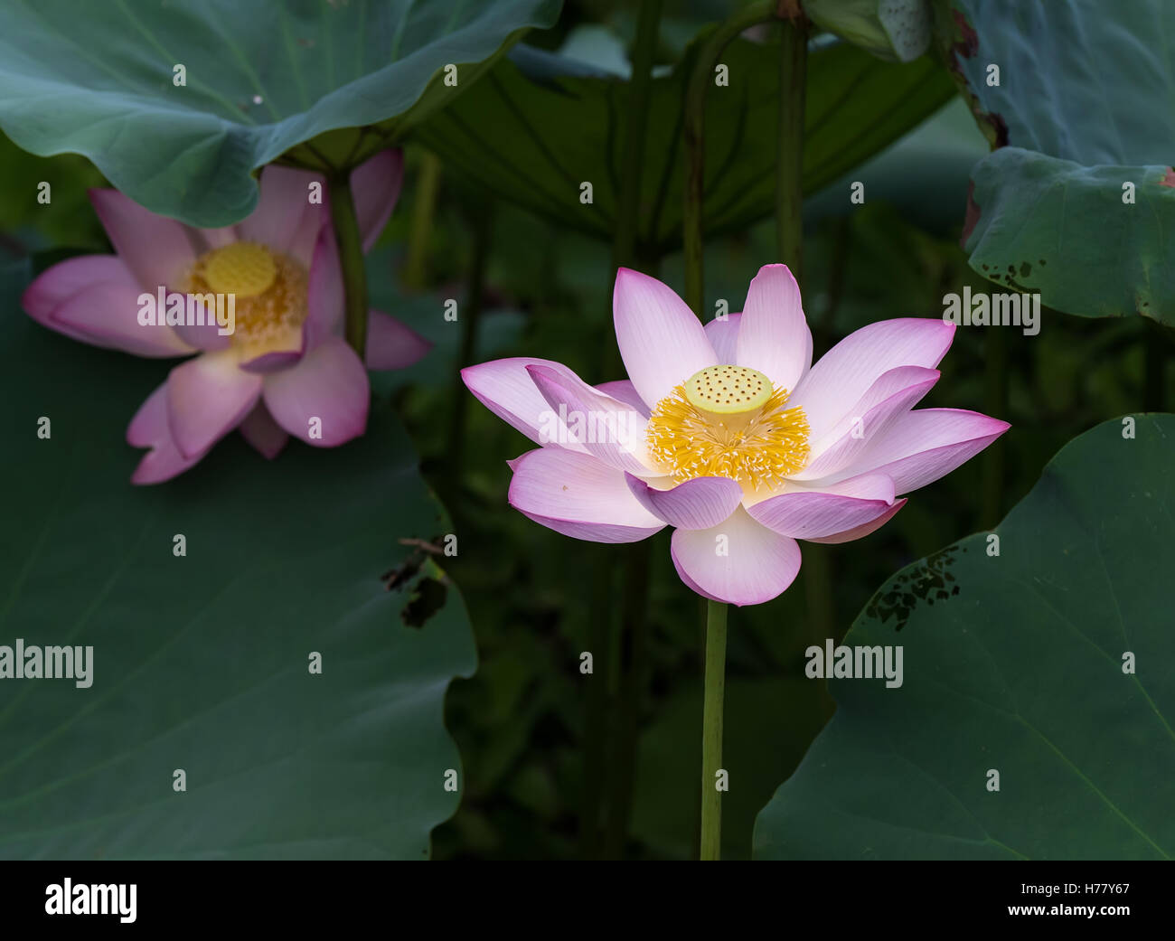 blooming lotus flower Stock Photo - Alamy