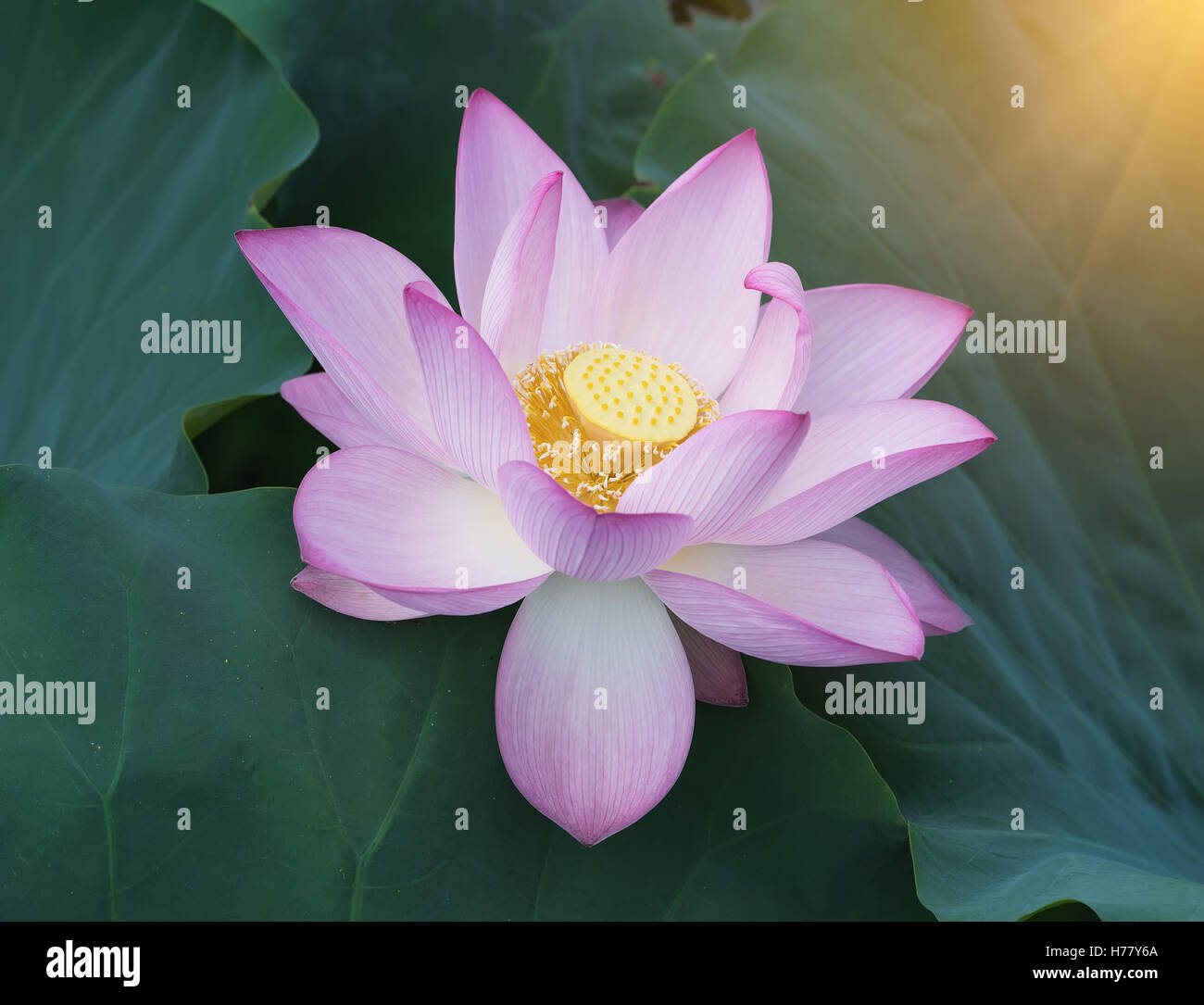 blooming lotus flower Stock Photo - Alamy
