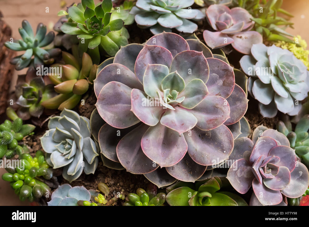 Miniature succulent plants Stock Photo - Alamy