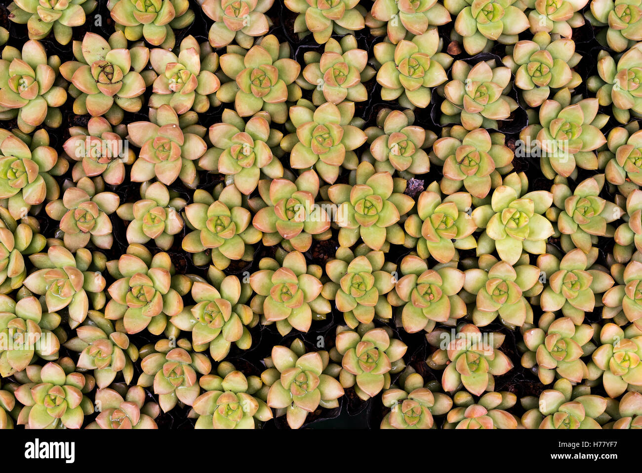 Miniature succulent plants Stock Photo - Alamy