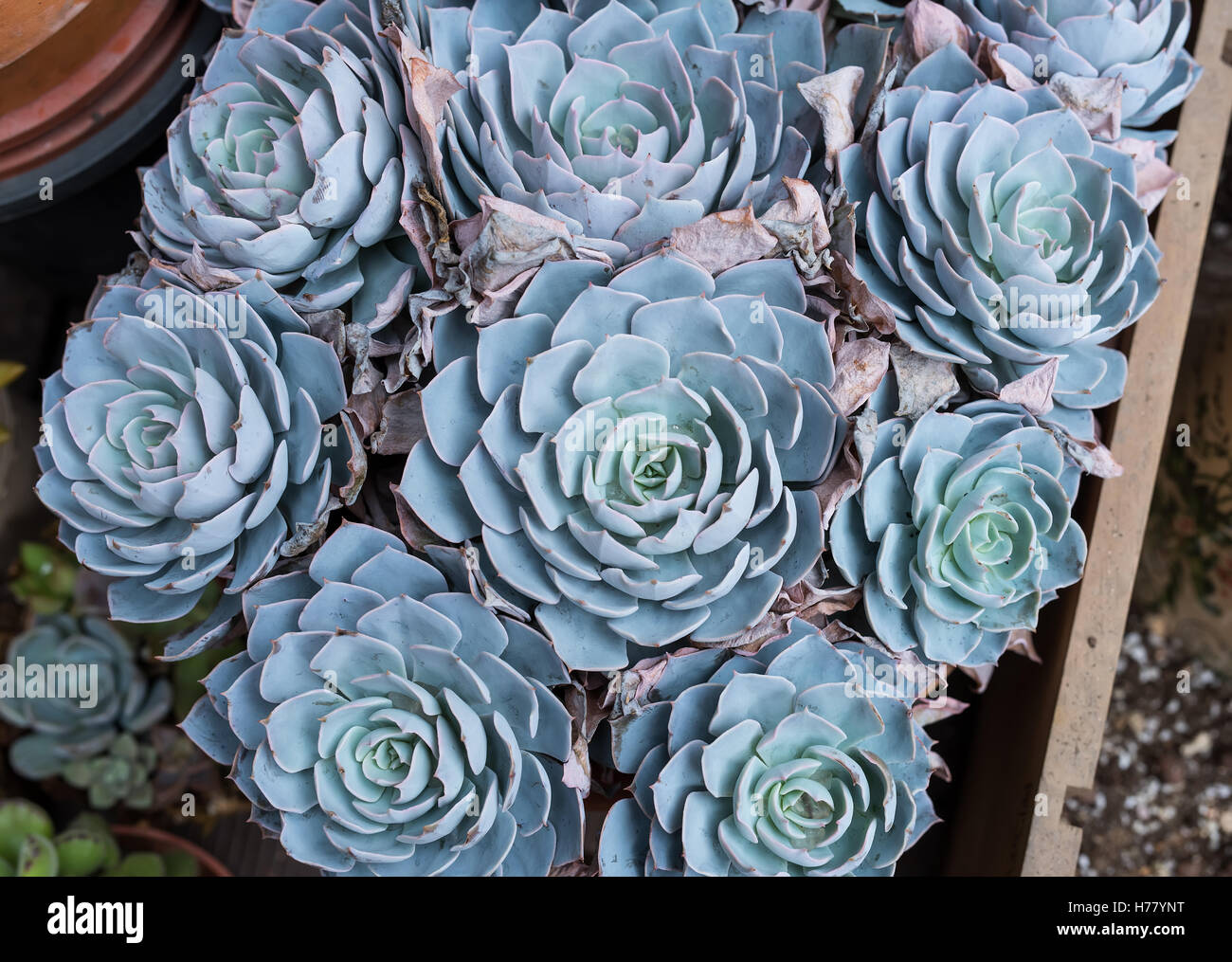 Miniature succulent plants Stock Photo - Alamy