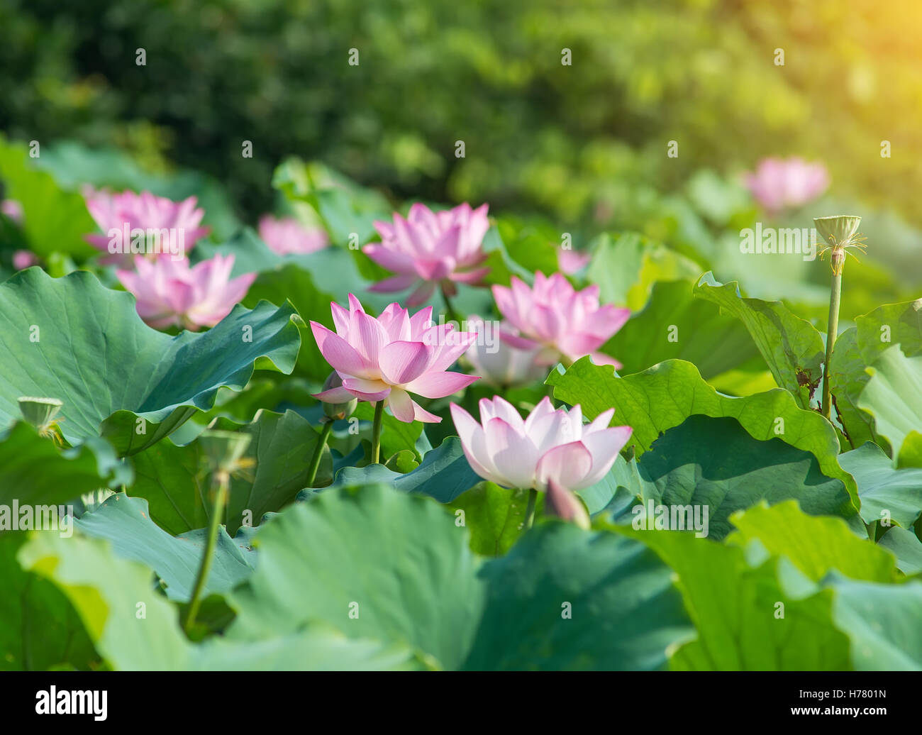 blooming lotus flower Stock Photo - Alamy