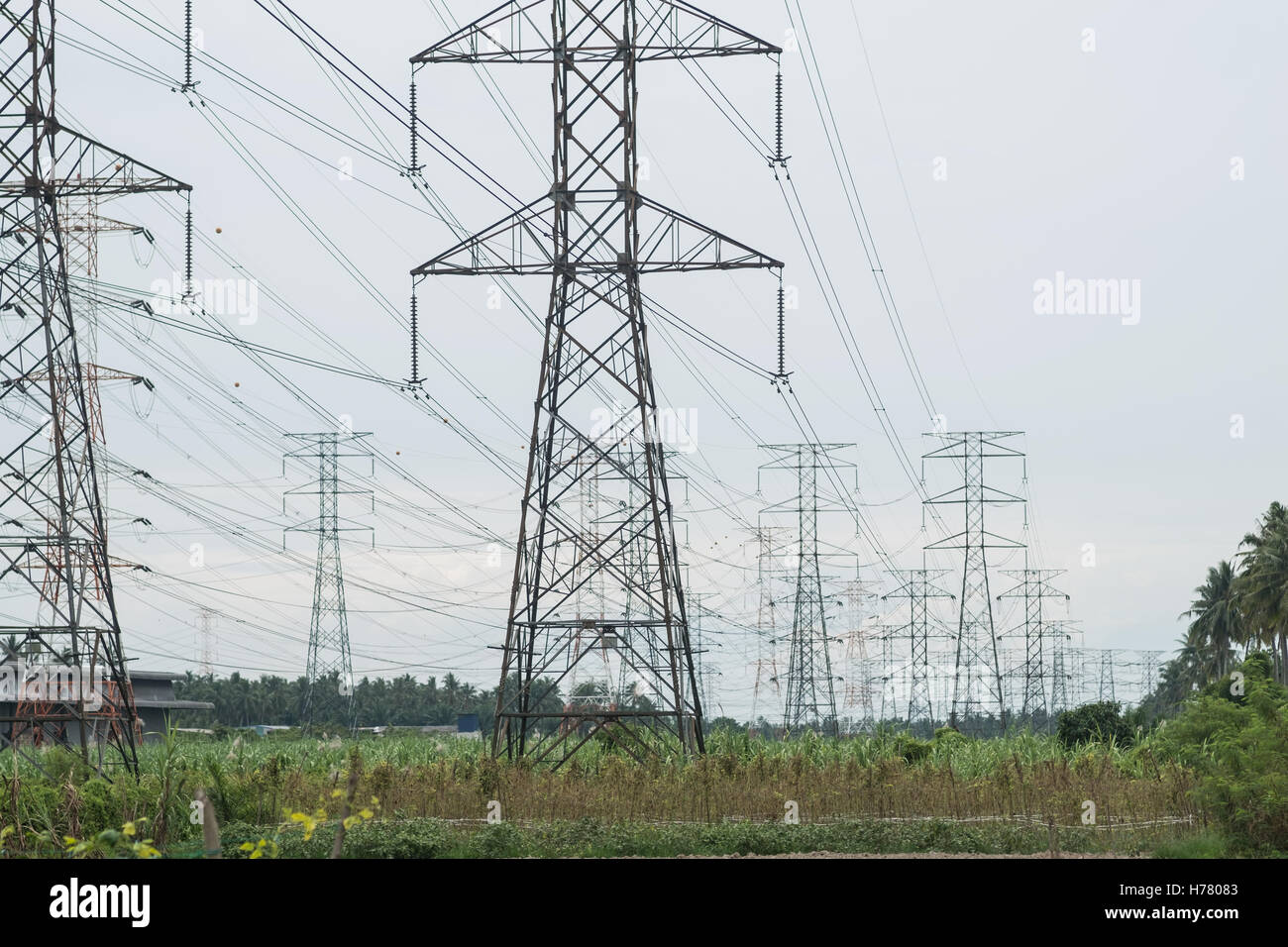 electric pylon on a plantation field Stock Photo - Alamy