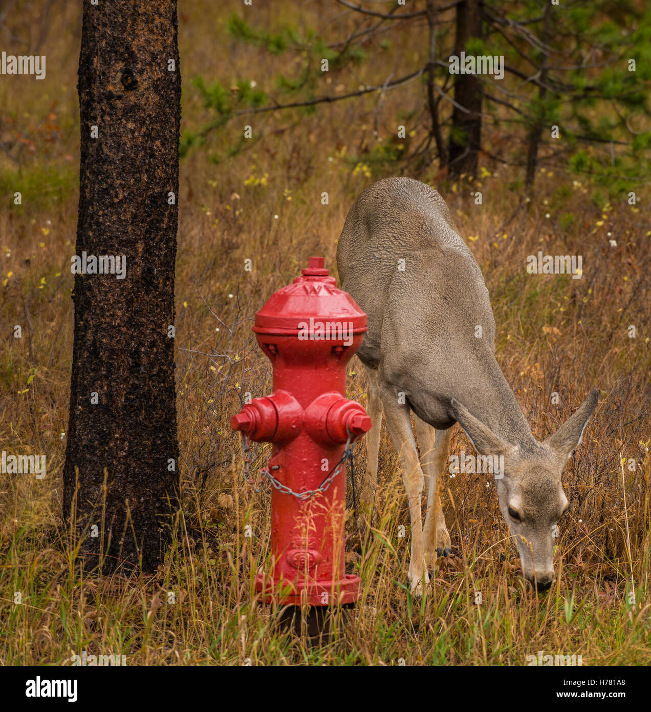Young Deer grazing near read fire hydrant Stock Photo - Alamy