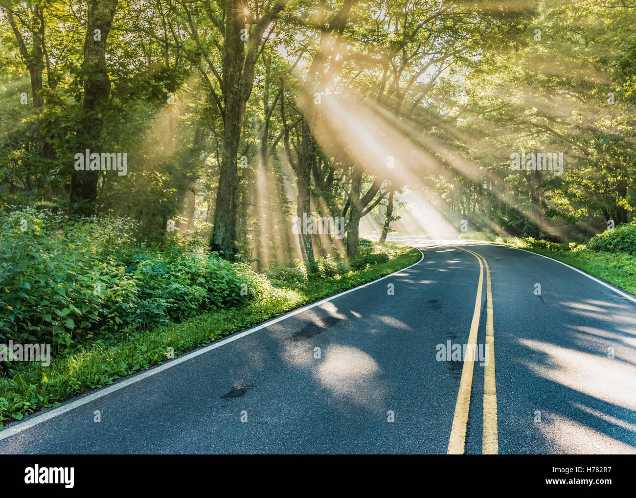 Sunlight Shines Through Fog on Country Road Stock Photo - Alamy