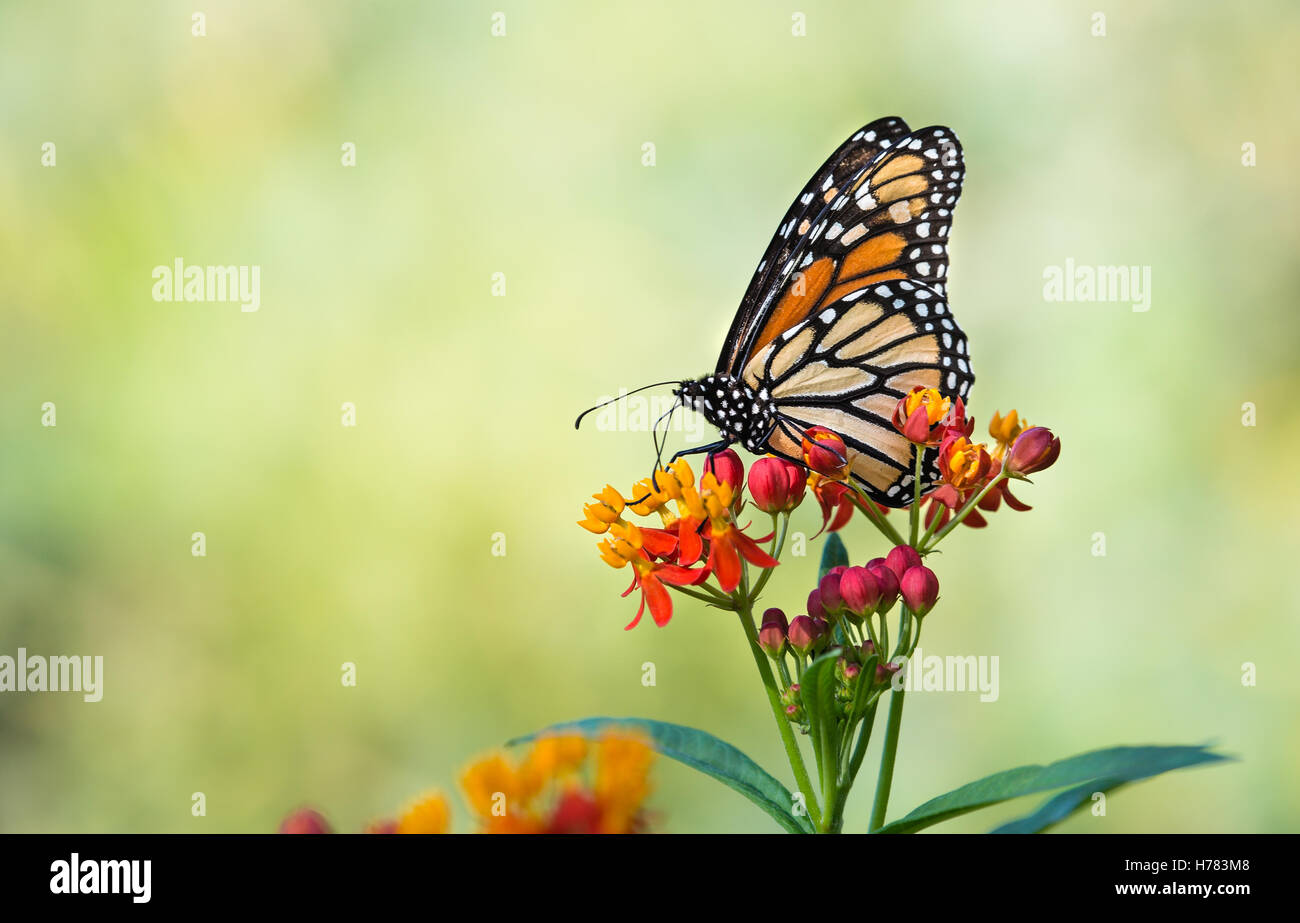 Monarch butterfly (Danaus plexippus) feeding on tropical milkweed ...