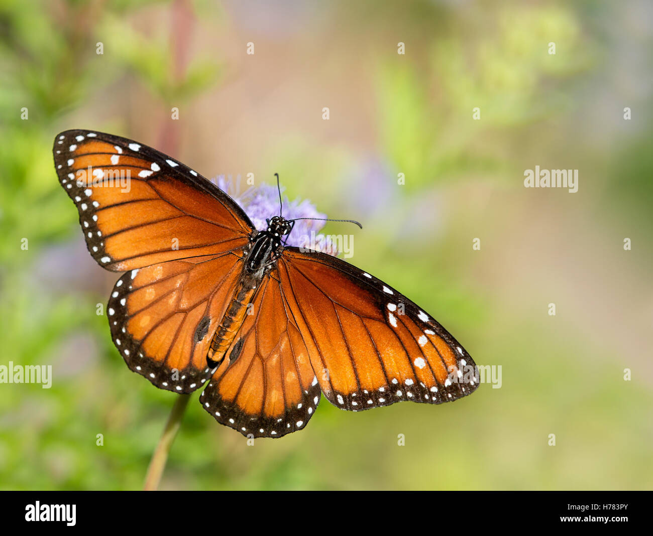 The Soldier or Tropical Queen butterfly (Danaus eresimus) feeding on ...